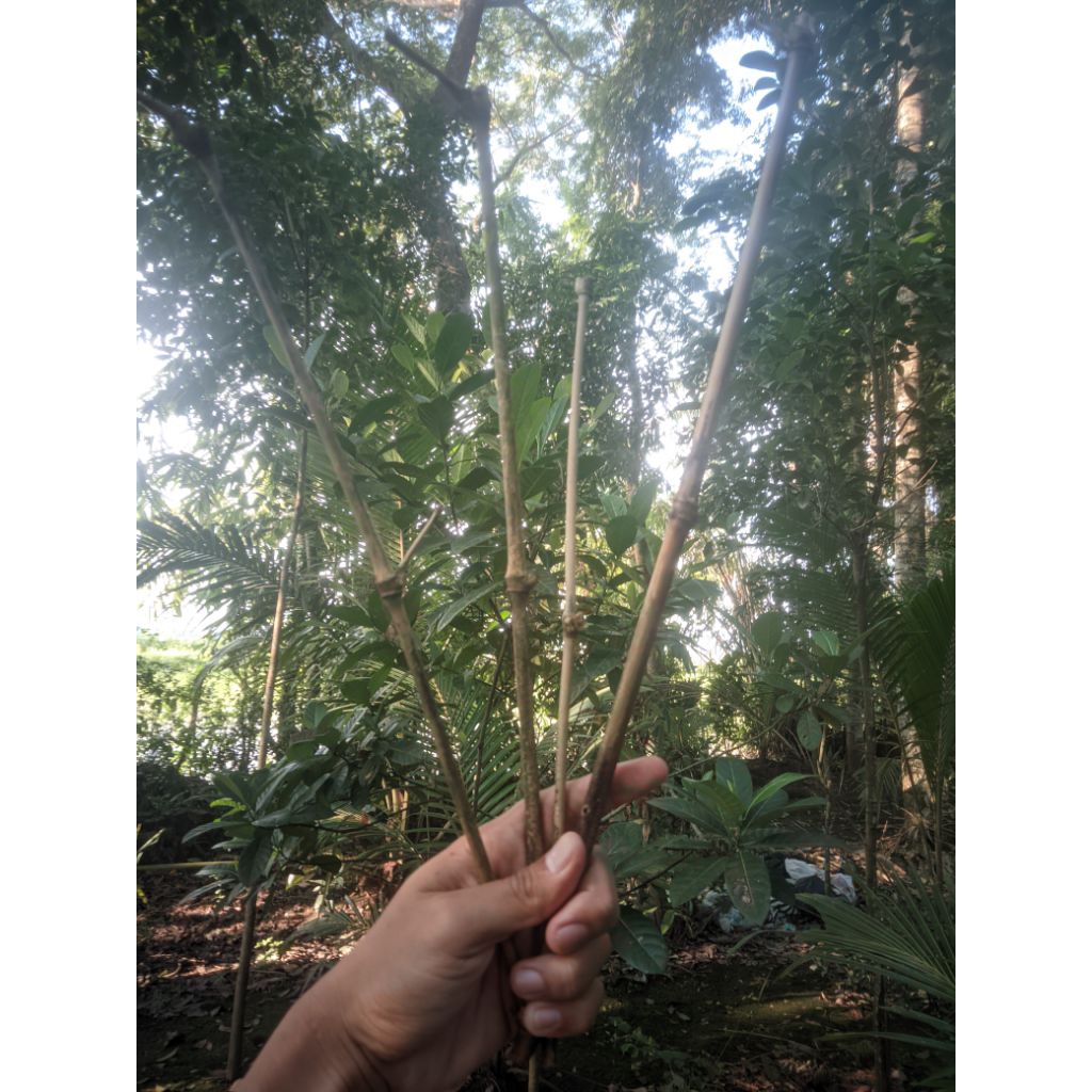 Jual carang atau ranting bambu per 20 cm | Shopee Indonesia