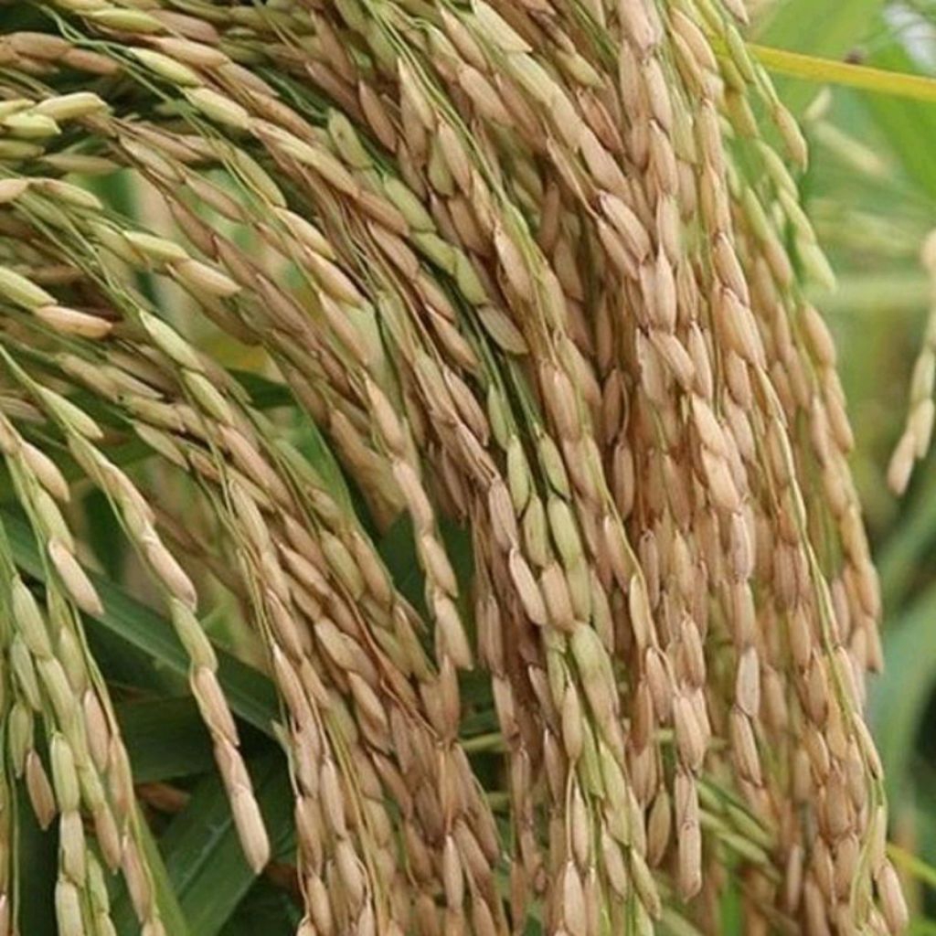 Jual BENIH PADI INPARI 32 JUMBO KEMASAN 1KG | Shopee Indonesia