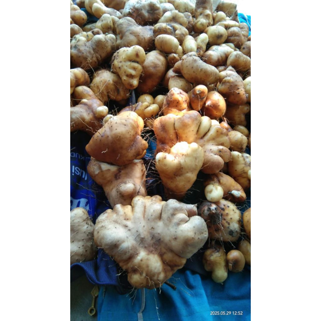 Jual gembili ketan | Shopee Indonesia