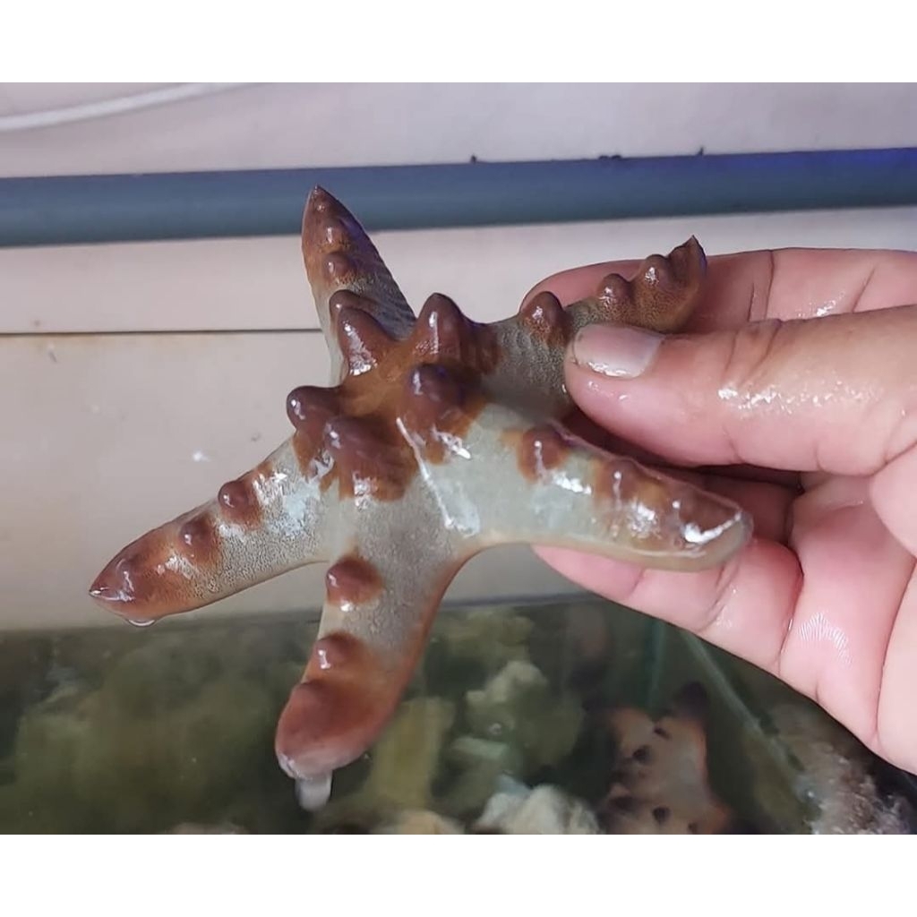 Jual Bintang laut Bintang jendral | Shopee Indonesia