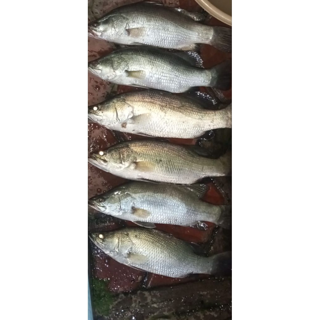 Jual IKAN CUKIL/KAKAP/BARRAMUNDI(FRESH) | Shopee Indonesia