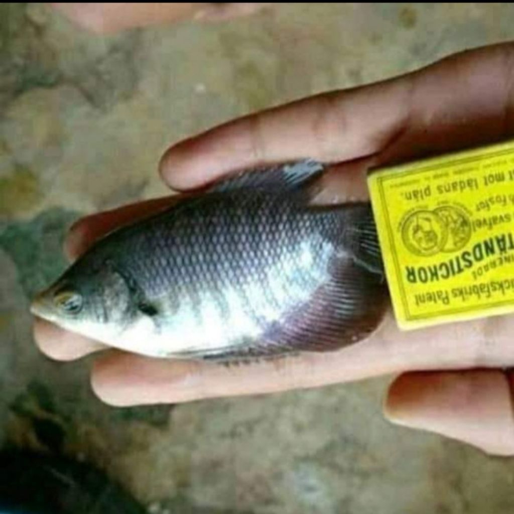 Jual Paket Bibit ikan Gurame Soang ukuran ngorek ( isi 20 ekor ...