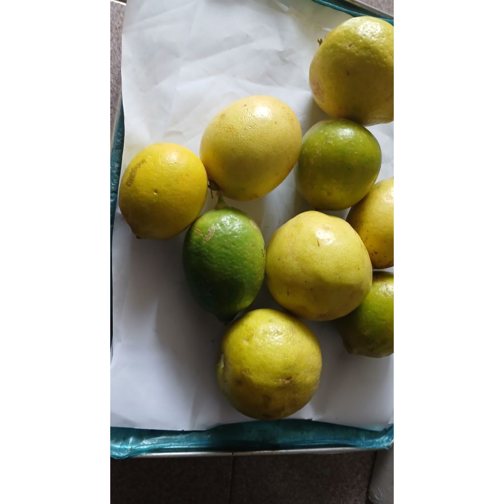 Jual BUAH JERUK LEMON LOKAL 1 KG | Shopee Indonesia
