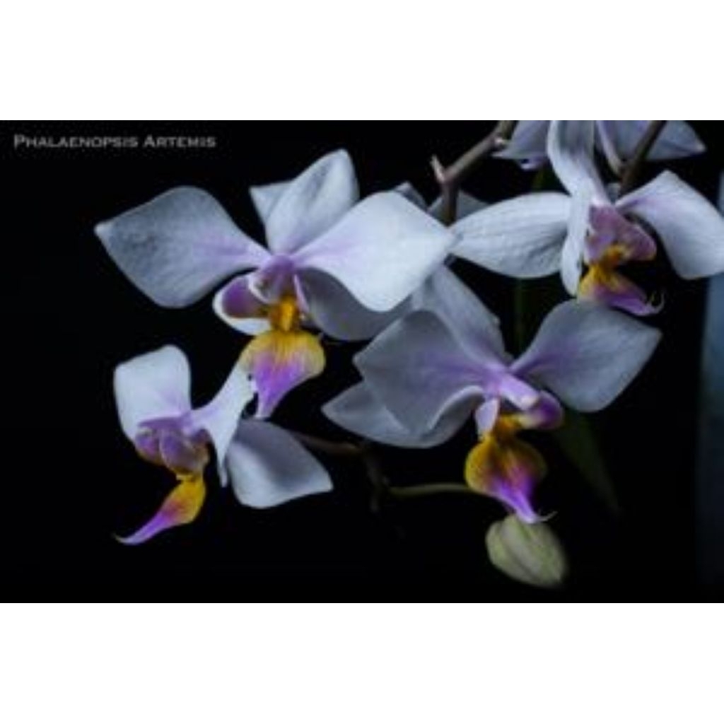 Jual Seedling Phalaenopsis Artemis bibit bunga anggrek bulan primary ...