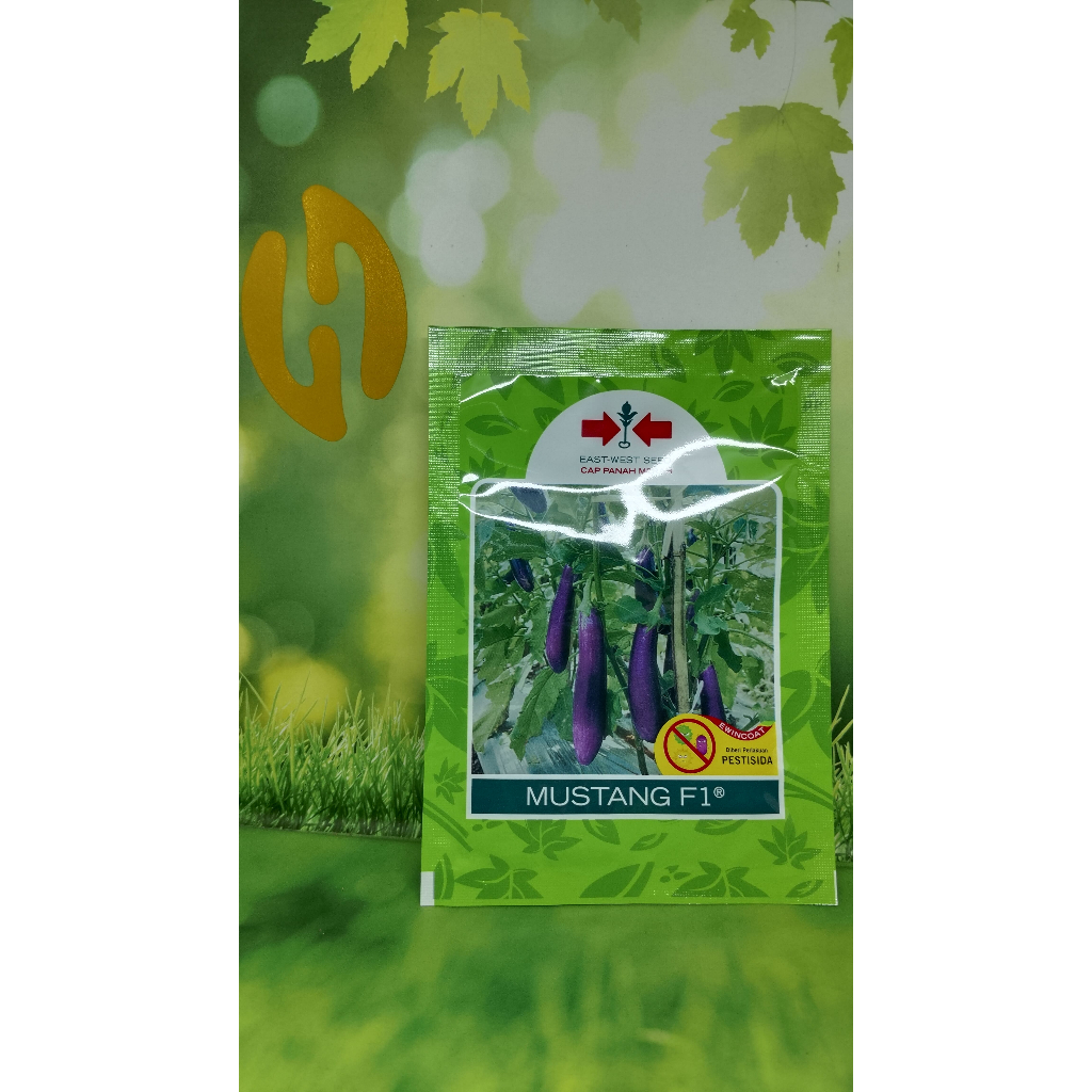 Jual BENIH TERONG UNGU MUSTANG F1 ISI 1.100 BUTIR / Bibit Terong Mustang F1 | Shopee Indonesia