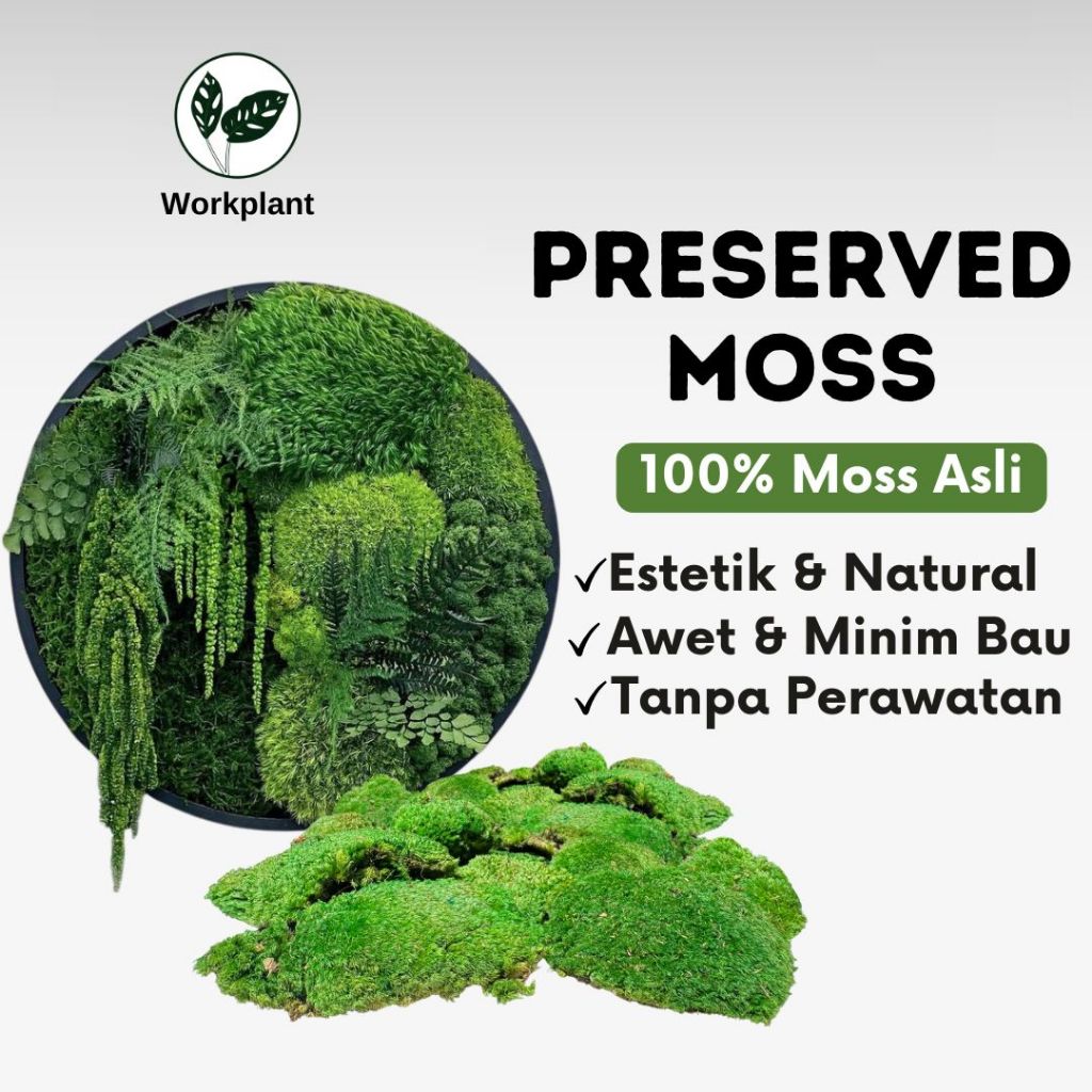 Jual Workplant - Preserved Moss Lumut Hutan Yang Diawetkan Untuk ...
