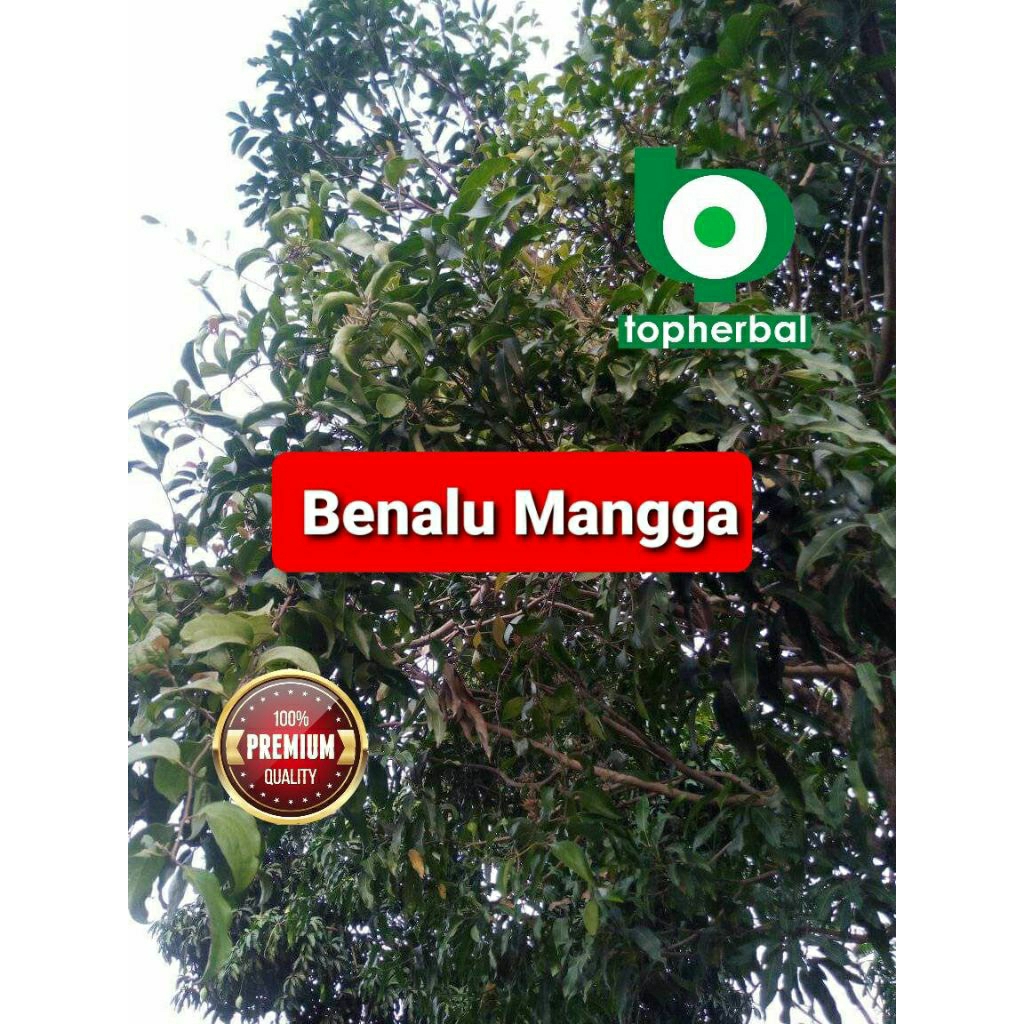 Jual Daun benalu mangga kering hijau grade A+ 1kg/1000gram | Shopee ...