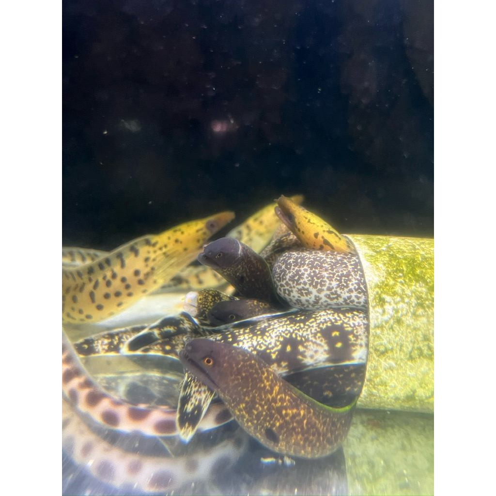 Jual belut moray ell fw | Shopee Indonesia