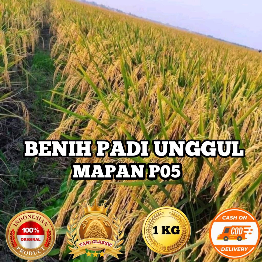Jual BENIH PADI UNGGUL MAPAN P05 BERKUALITAS KEMASAN 1KG | Shopee Indonesia