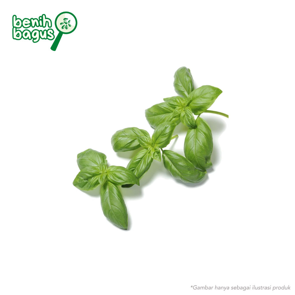 Jual 10 Biji - Benih Basil GENOVESE, kemangi basil | Shopee Indonesia