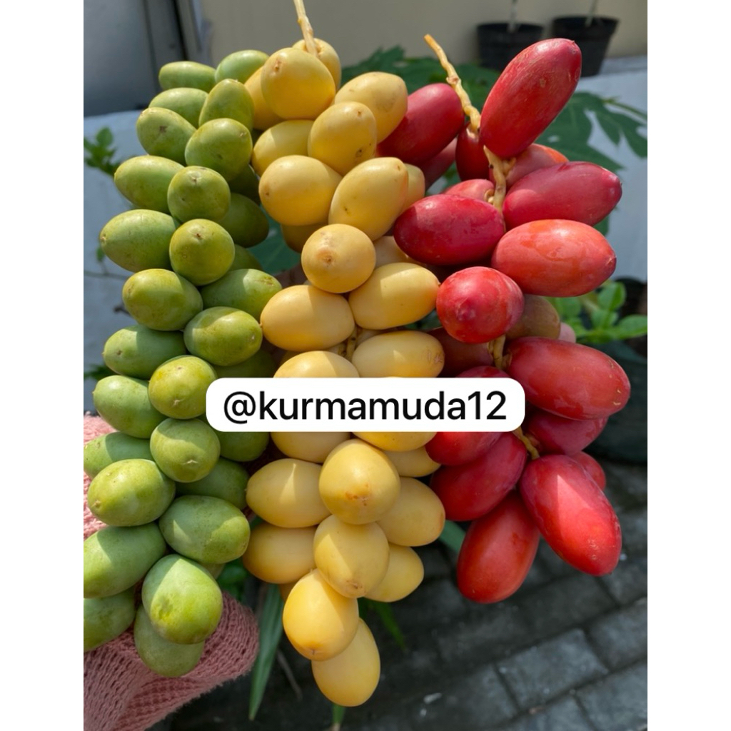 Jual READY TANPA PO! KURMA MUDA BARHEE KEMUNING FRESH NO FROZEN ...