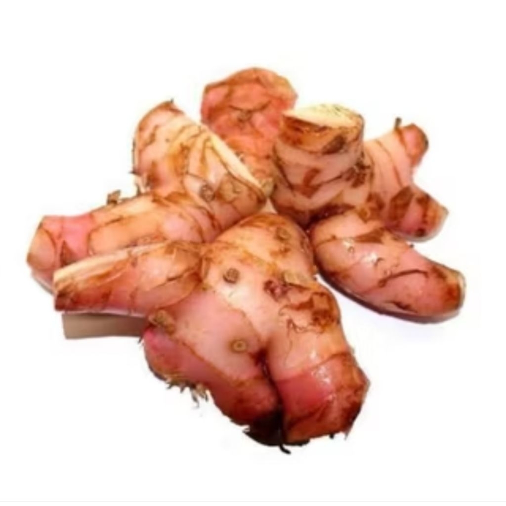 Jual lengkuas /Laos/LAJA segar fresh Termurah terlaris langsung dari ...