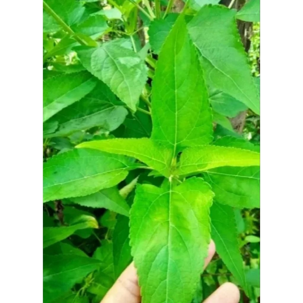 Jual Daun kirinyuh daun Kaposandsa segar dan press baru di petik obat ...