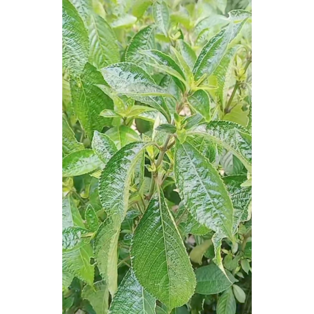 Jual DAUN KEJI BELING/KACA BELING/PECAH BELING SEGAR 200 LEMBAR ...