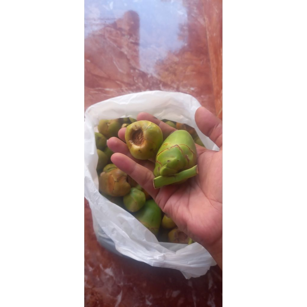 Jual Beluluk Kelapa hijau segar / tembuluk kelapa per 10 pcs | Shopee ...