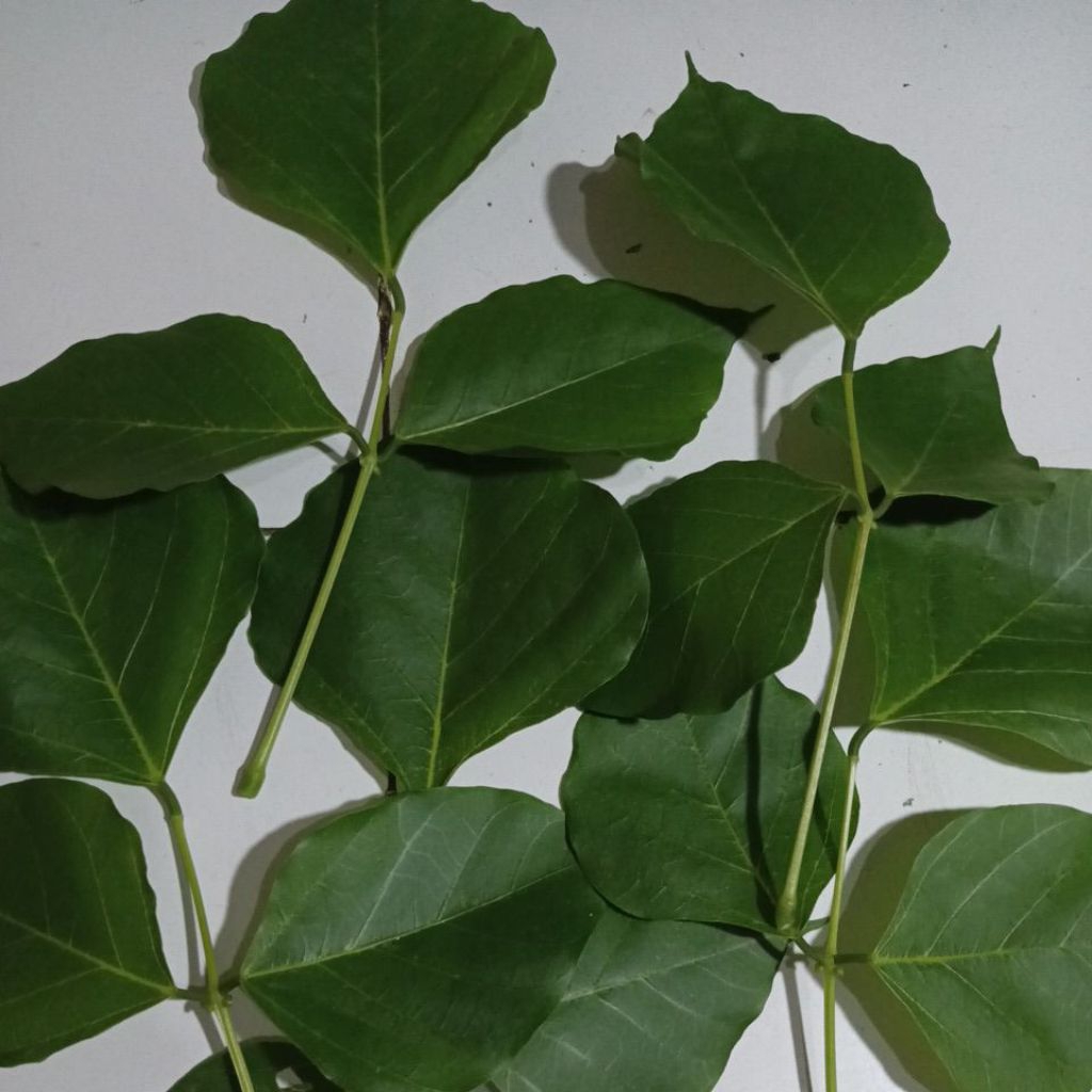 Jual Daun Dadap Srep Segar Organik 5 Tangkai Petik Langsung. | Shopee ...