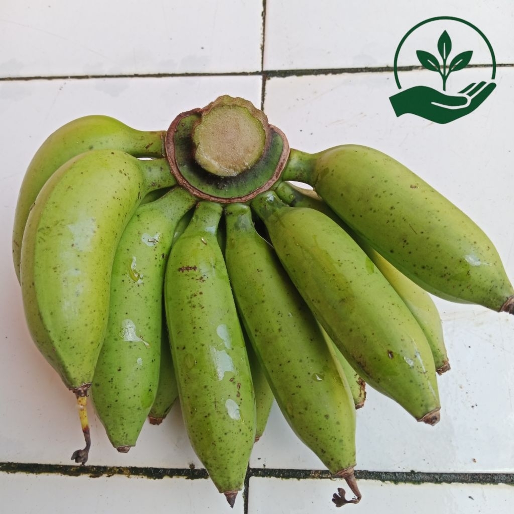 Jual Pisang Raja Uli Fresh 1 kg | Shopee Indonesia