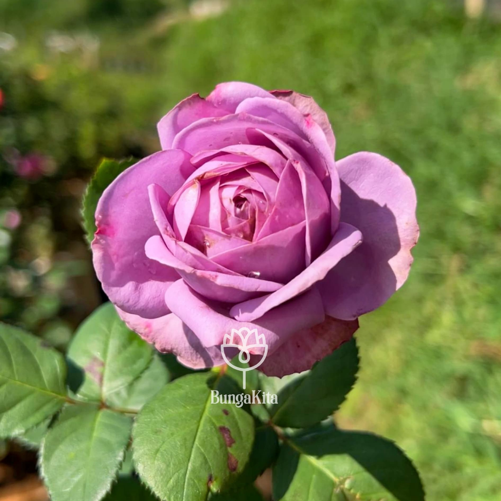 Jual Tanaman Hias Bunga Mawar Import KINDABLUE | Shopee Indonesia