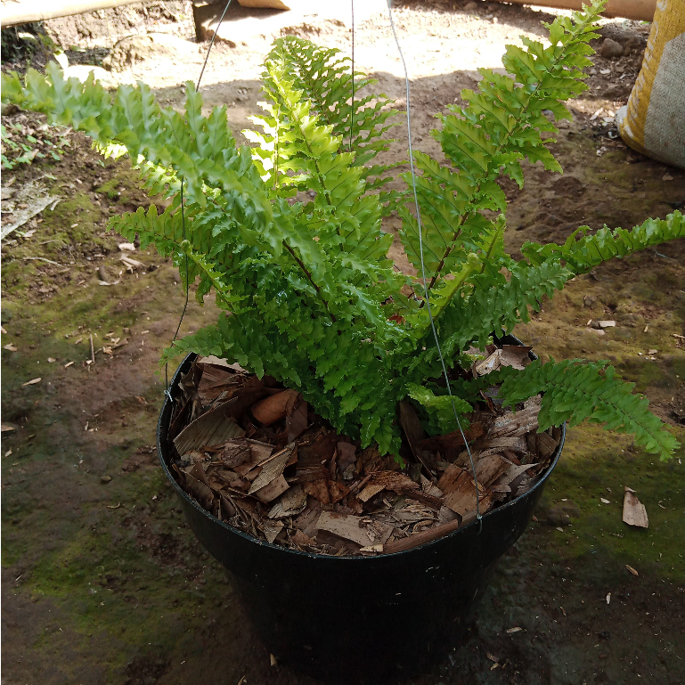 Jual Boston Fern (paku gunung) | Shopee Indonesia