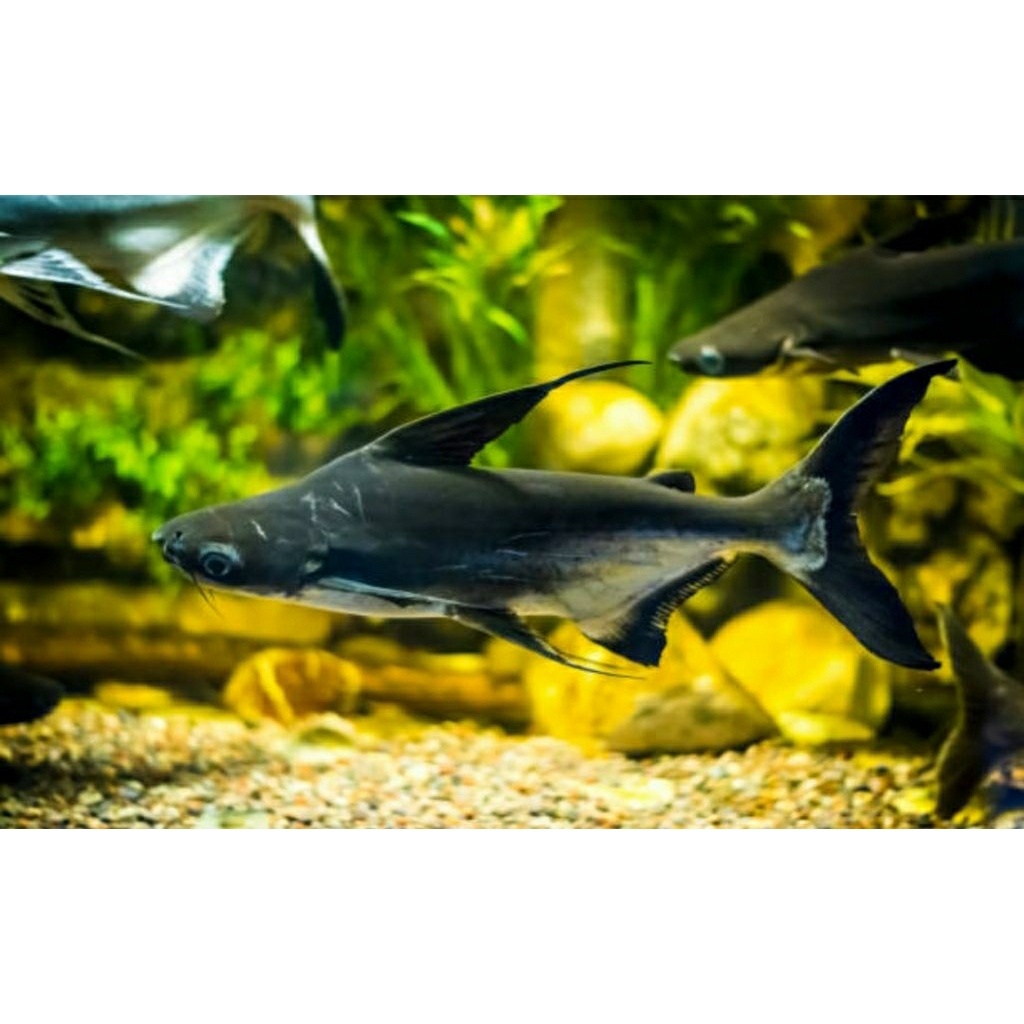 Jual Genghis khan / Pangasius High Fin / Hiasan Aquarium / Hiasan ...