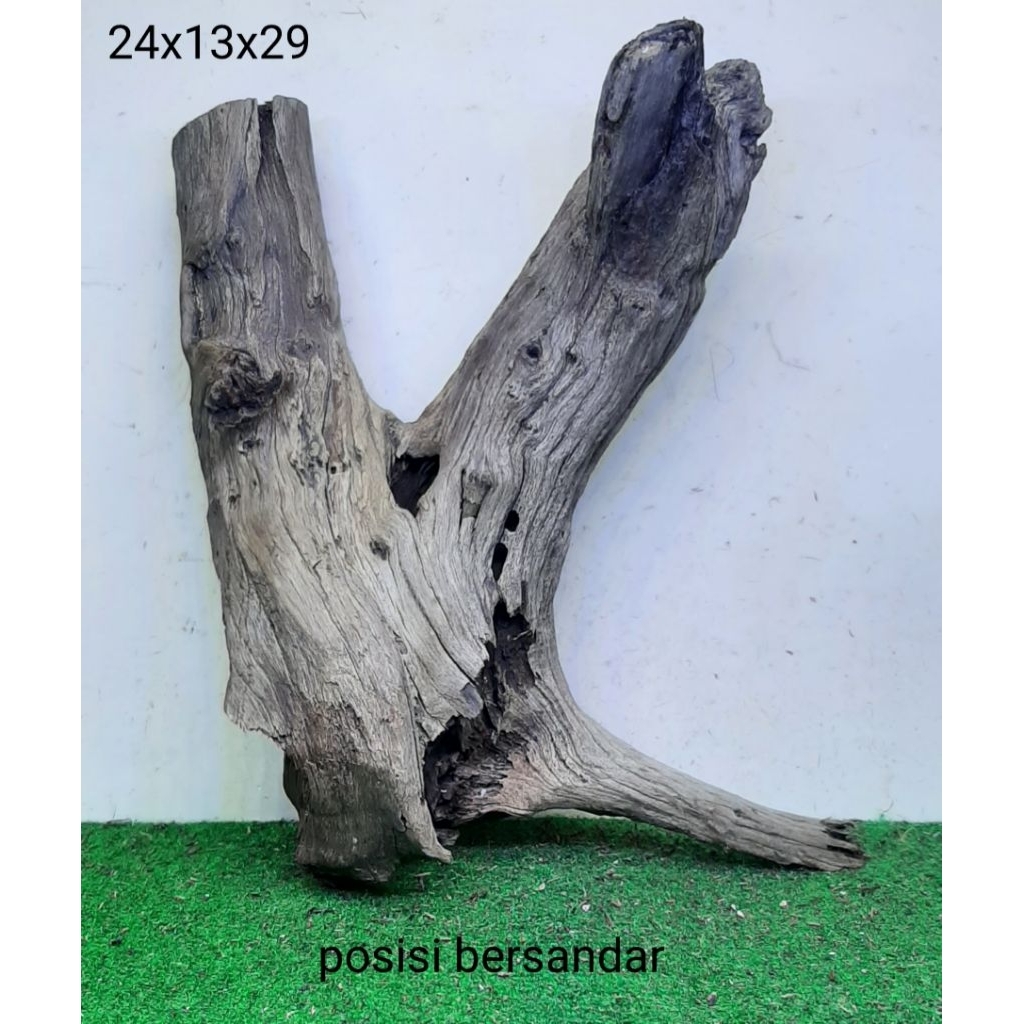 Jual Bonggol Kayu Santigi Laut 24cm Kayu Tenggelam Aquascape Aquarium ...