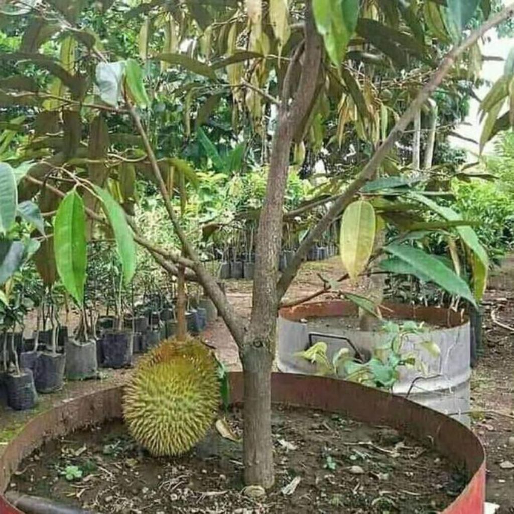 Jual BIBIT DURIAN MUSANGKING SUPER KAKI 3 | Shopee Indonesia