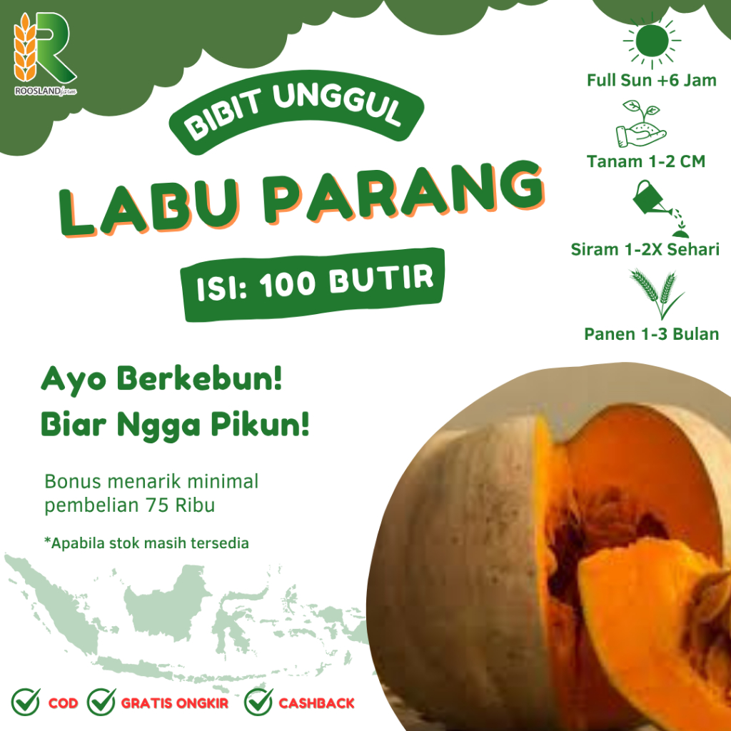 Jual (100 BUTIR) BIJI BENIH LABU PARANG PULEN KUALITAS UNGGUL | Shopee ...