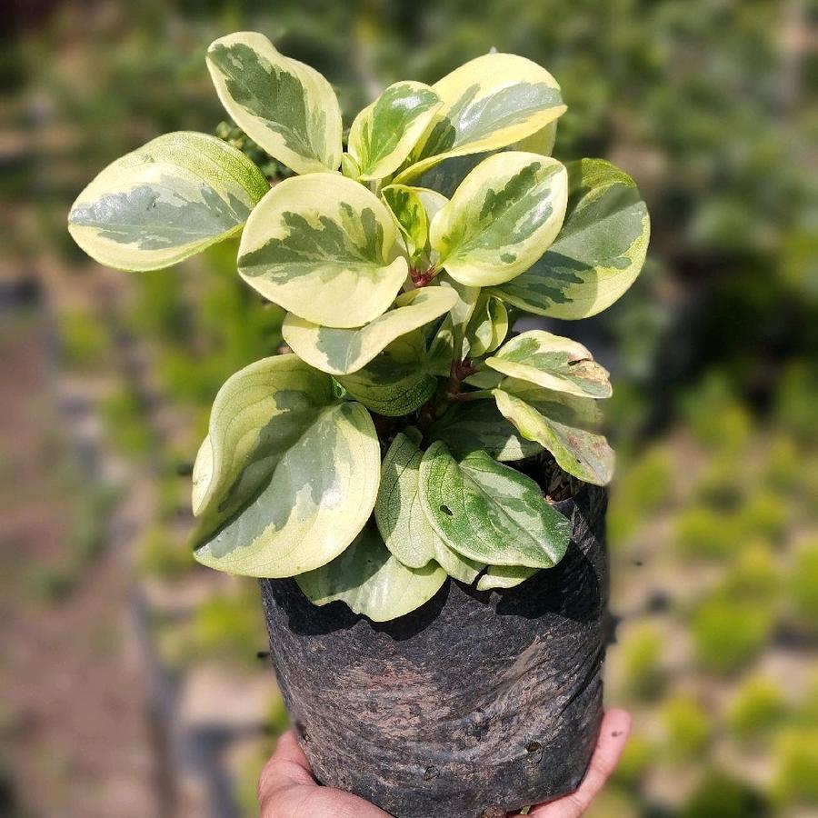 Jual bunga peperomia obtusifolia variegata/ peplan variegata/tanaman ...