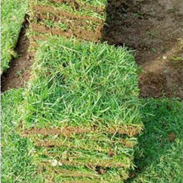 Jual KEBUN.MUKLIS - Rumput Jepang 10 Lembar Rumput Jepang Peking ...