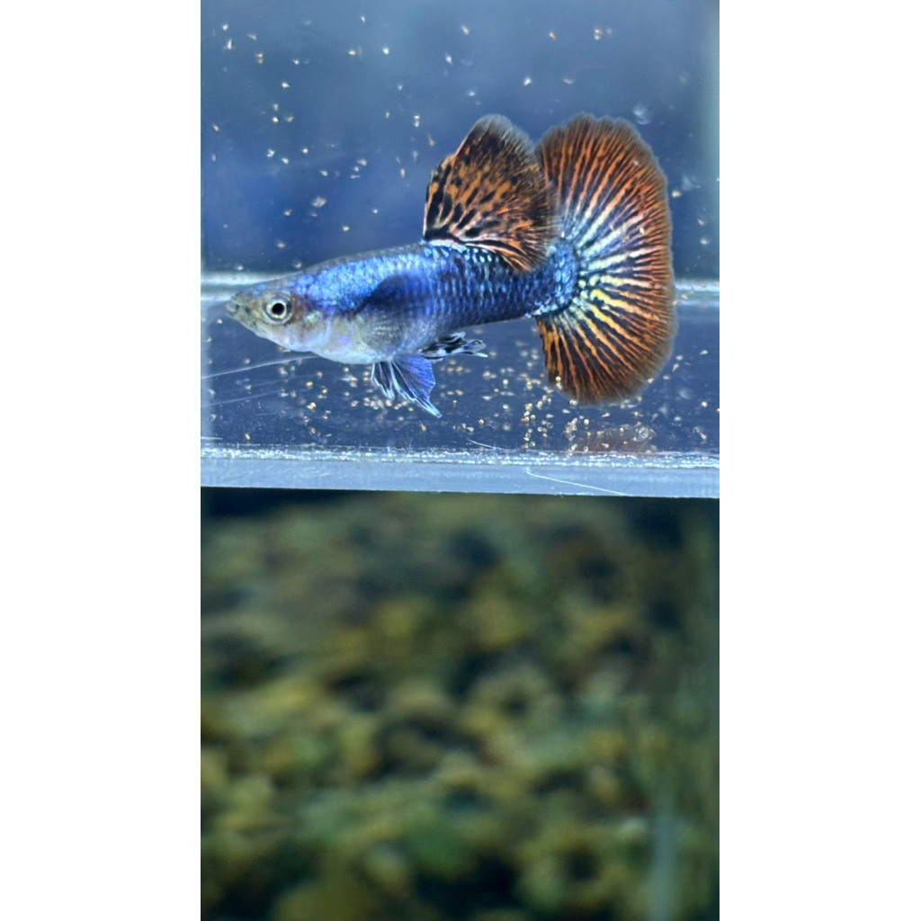 Jual IKAN GUPPY PLATINUM RED DRAGON | Shopee Indonesia