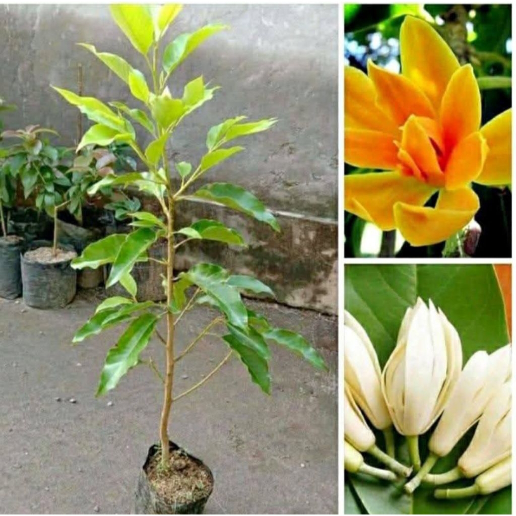 Jual Promo Bibit bunga kantil putih dan kuning 1 paket isi 2 tinggi ...