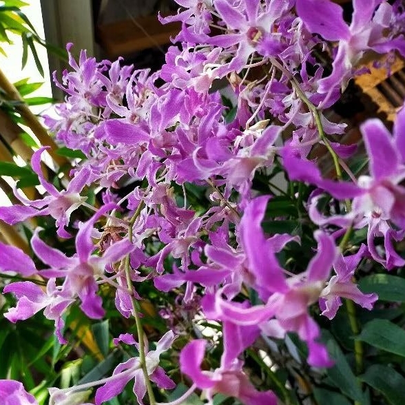 Jual Dendrobium Superbiens | Shopee Indonesia