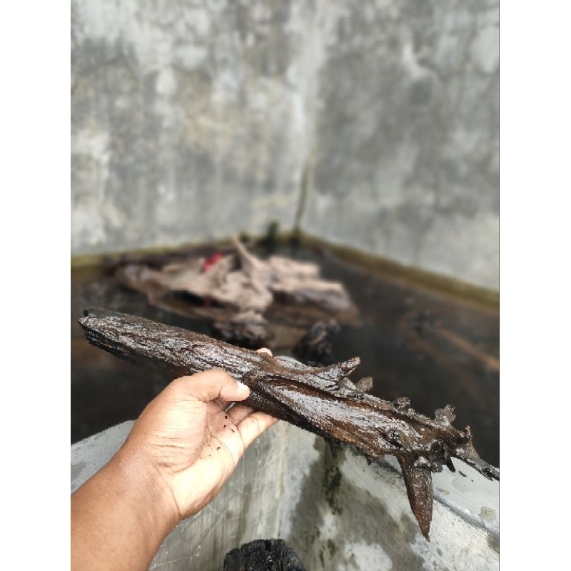 Jual KAYU BAKAU 40CM!! ( SUDAH TENGGELAM ) | Shopee Indonesia