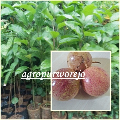 Jual Bibit Tanaman Buah Markisa Madu (Ungu) - Mudah Perawatan - Cepat Berbuah | Shopee Indonesia