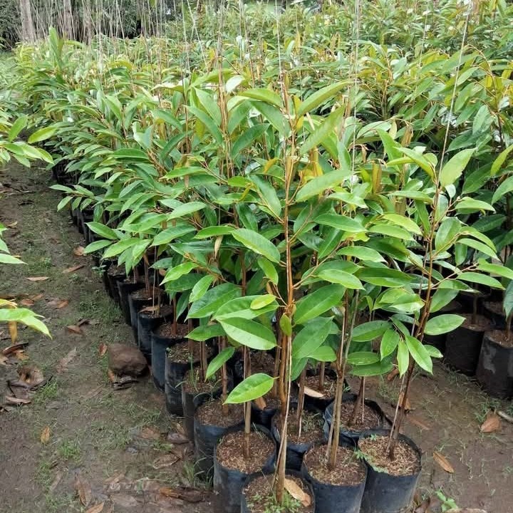 Jual bibit durian bawor asli hasil okulasi cepat berbuah Bibit duren bawor Manis Kuning Cepat ...