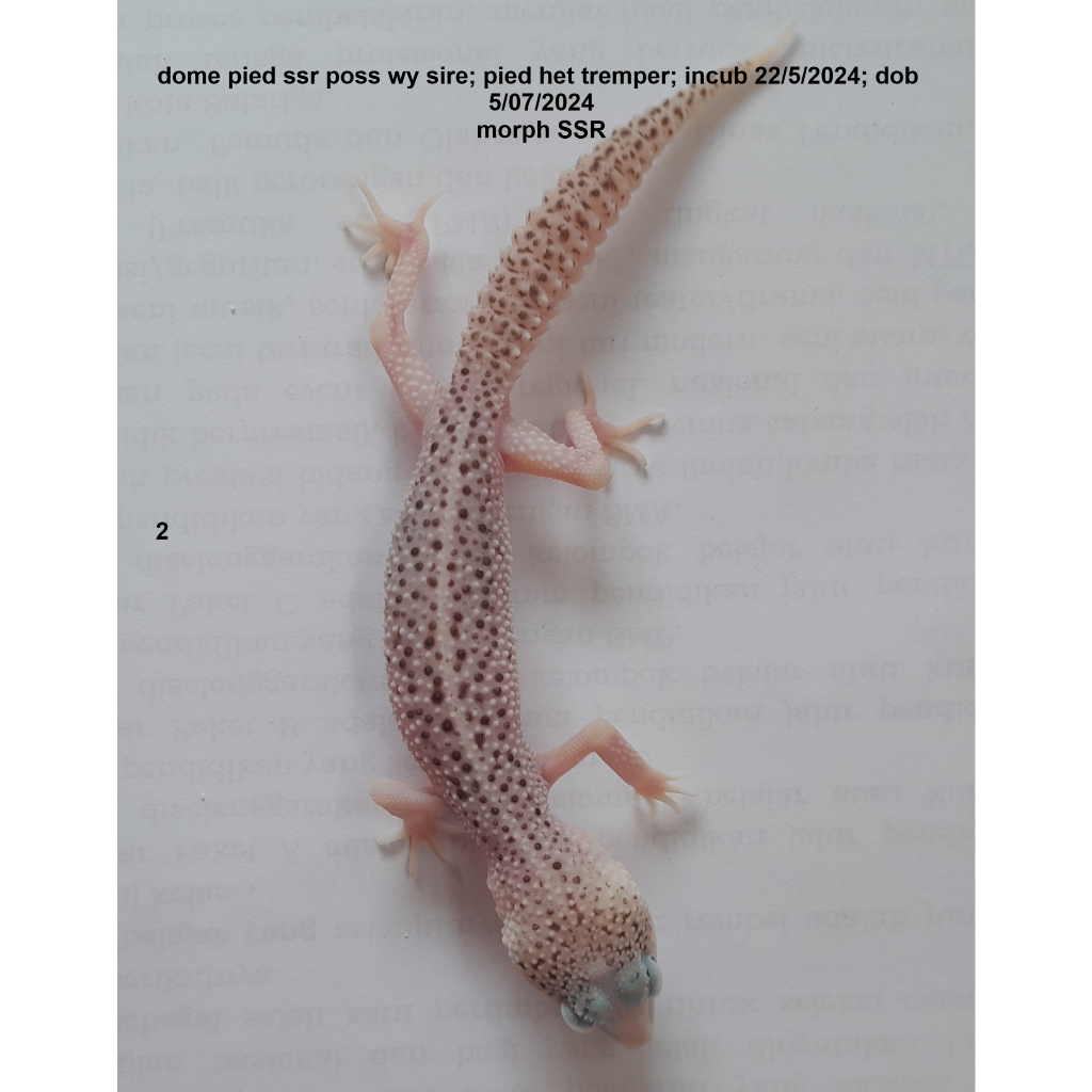 Jual leopard gecko supersnow raptor | Shopee Indonesia