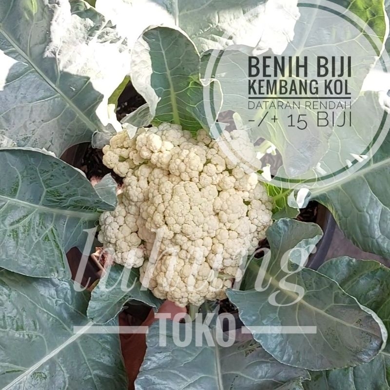 Jual Benih-biji kembang/bunga kol F1 putih dataran rendah unggul ...