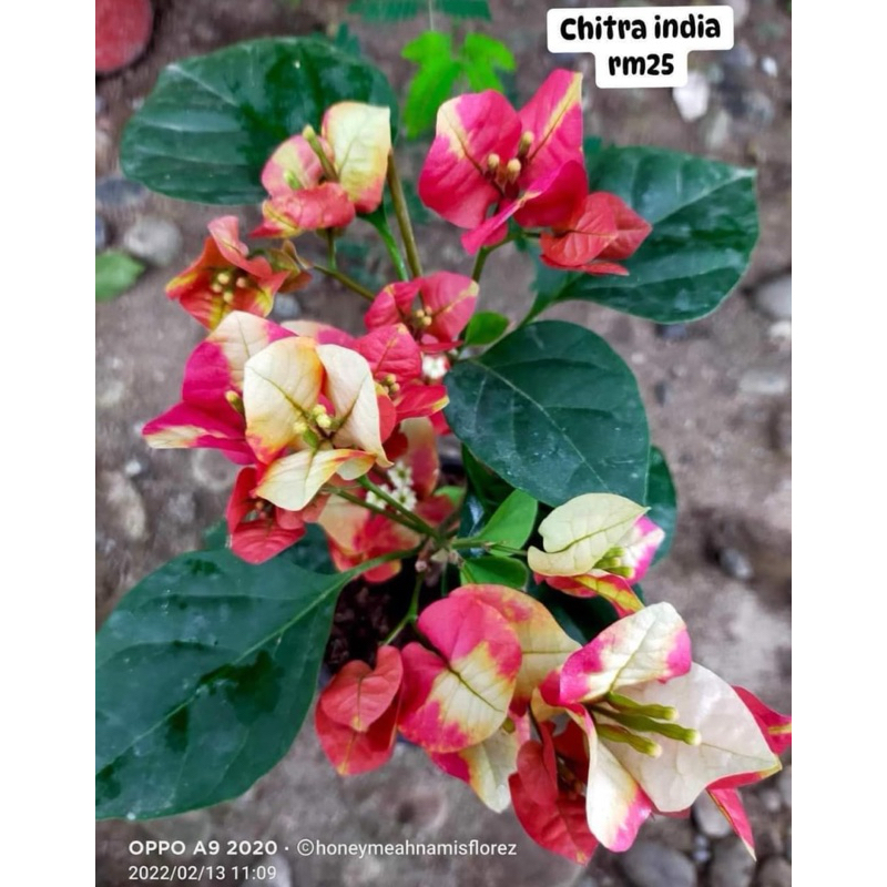 Jual Bugenvil Citra india Original | Shopee Indonesia