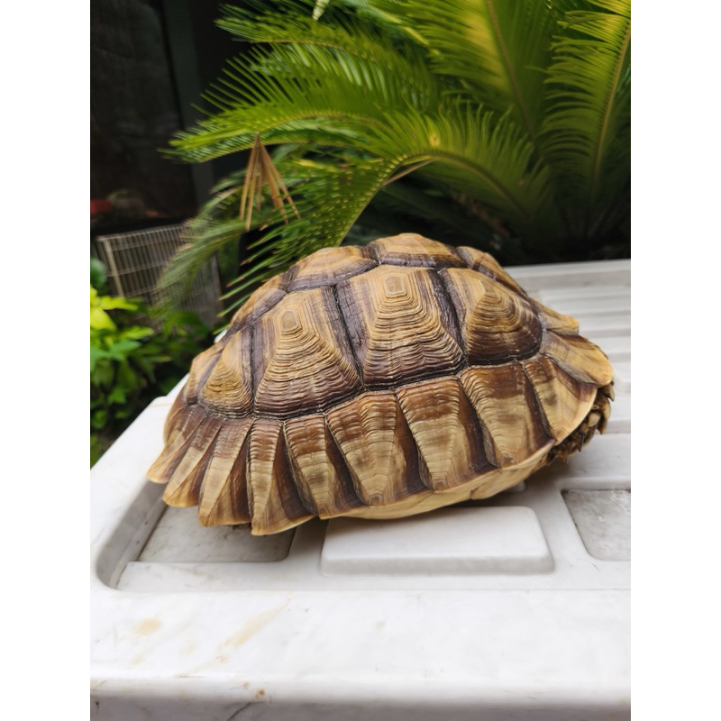 Jual Kura-Kura Sulcata Betina Centrochelys sulcata | Shopee Indonesia