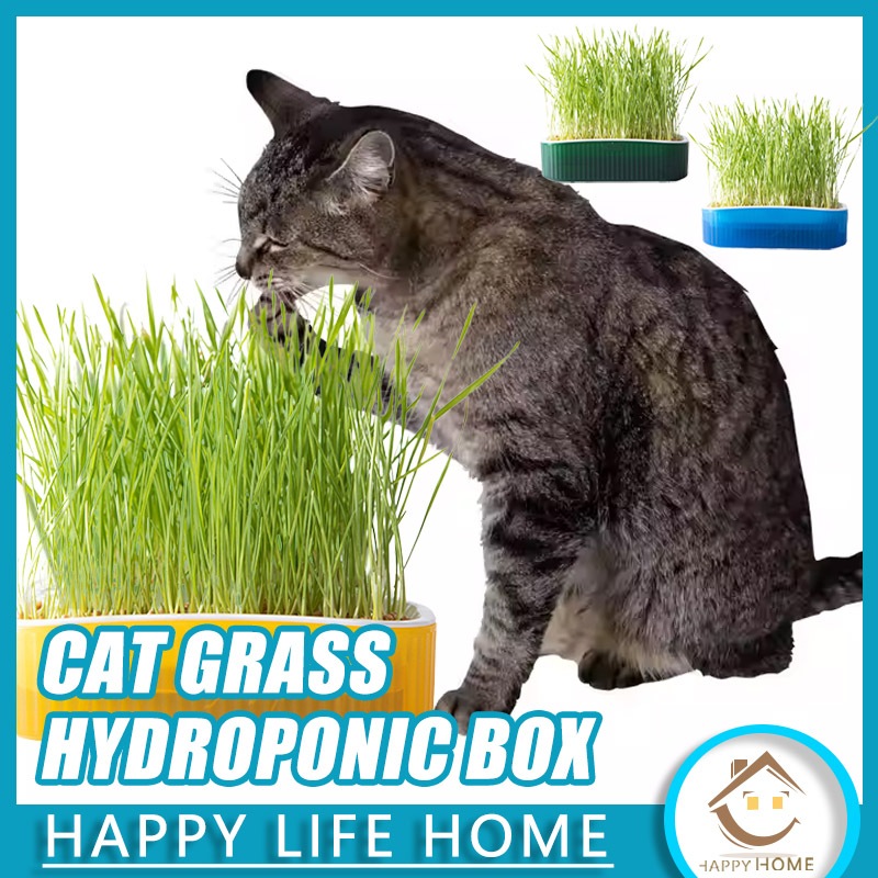 Jual Rumput Kucing Paket Tumbuh Benih Gandum Premium Cat Wheat Grass ...