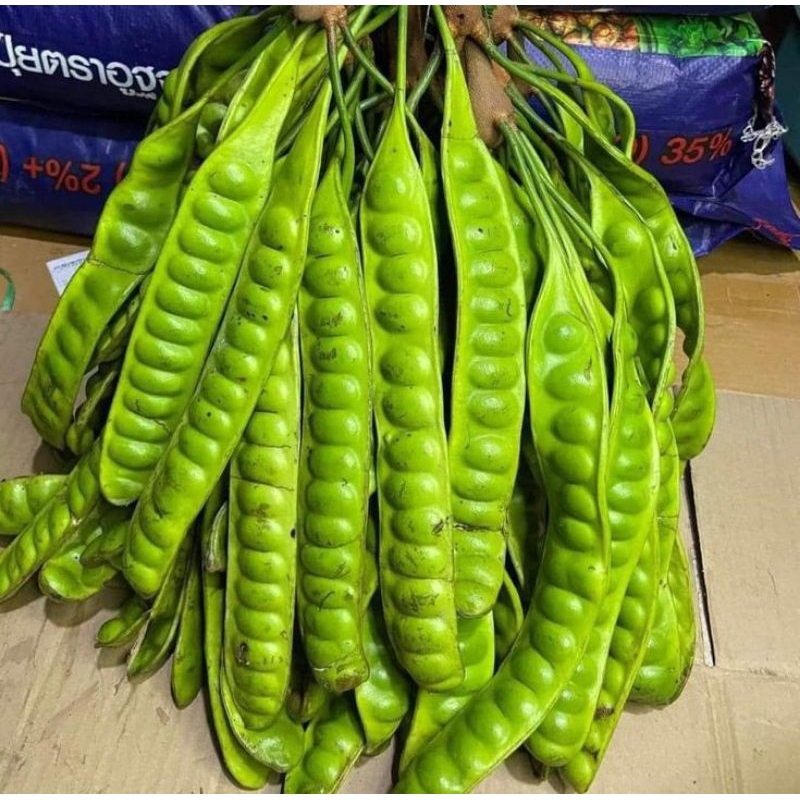 Jual Petai lalap hijau fresh segar 150gram kualitas terbaik | Shopee ...