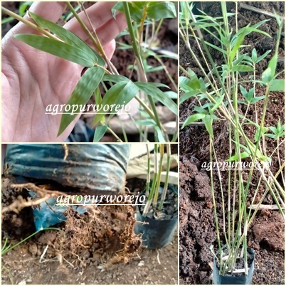 Jual Sudah Berakar -Bibit Tanaman Bambu Hias Jepang - Bambu Pagar Mini ...