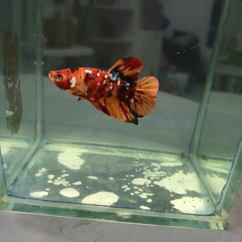 Jual (340) Hiasan Akuarium Giant Nemo Galaxy / Foto Asli ( Cupang ...