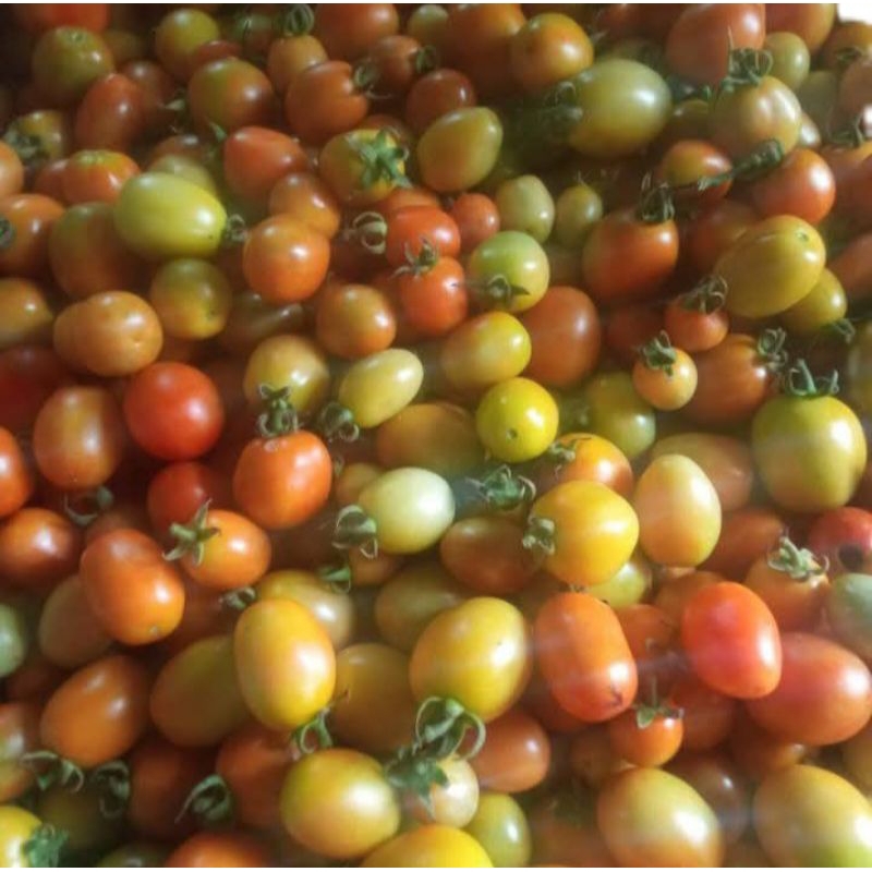 Jual TOMAT RAMPAI SEGAR ASELI LAMPUNG 1Kg | Shopee Indonesia