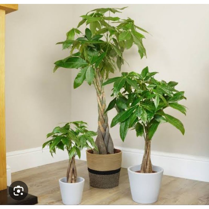 Jual Bibit Pohon Pachira | Money tree | Pohon Uang | Shopee Indonesia