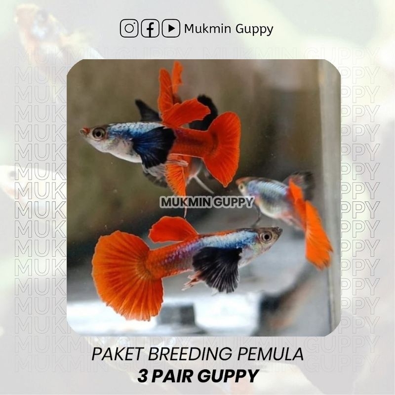 Jual Guppy Breeding Paket Pemula | Shopee Indonesia