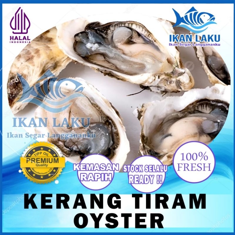 Jual PRODUK BARU!!! KERANG TIRAM | KERANG OYSTER FRESH BERSIH TERMURAH ...