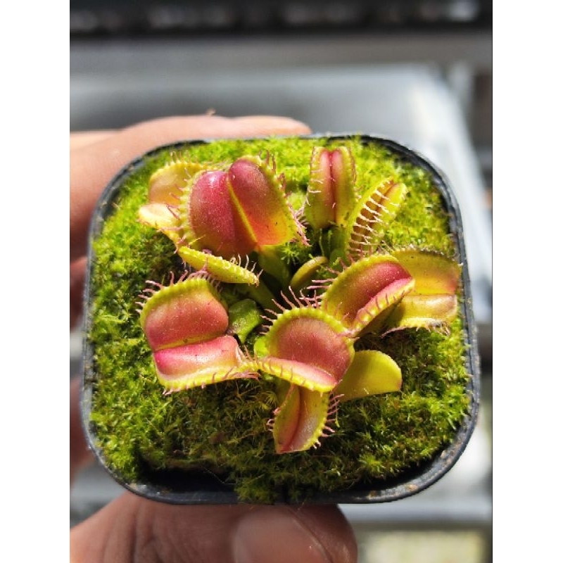 Jual Dionaea Muscipula Moon Trap/Venus flytrap | Shopee Indonesia