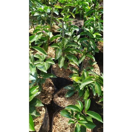 Jual Garlic vine / mansoa alliacea / stefanot ungu / bibit tanaman hias ...