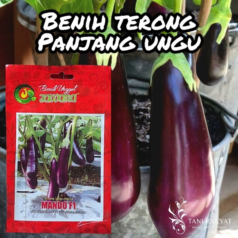 Jual BENIH BIBIT TERONG UNGU F1 MANDO 0,3 GR(±60 Biji) | Shopee Indonesia